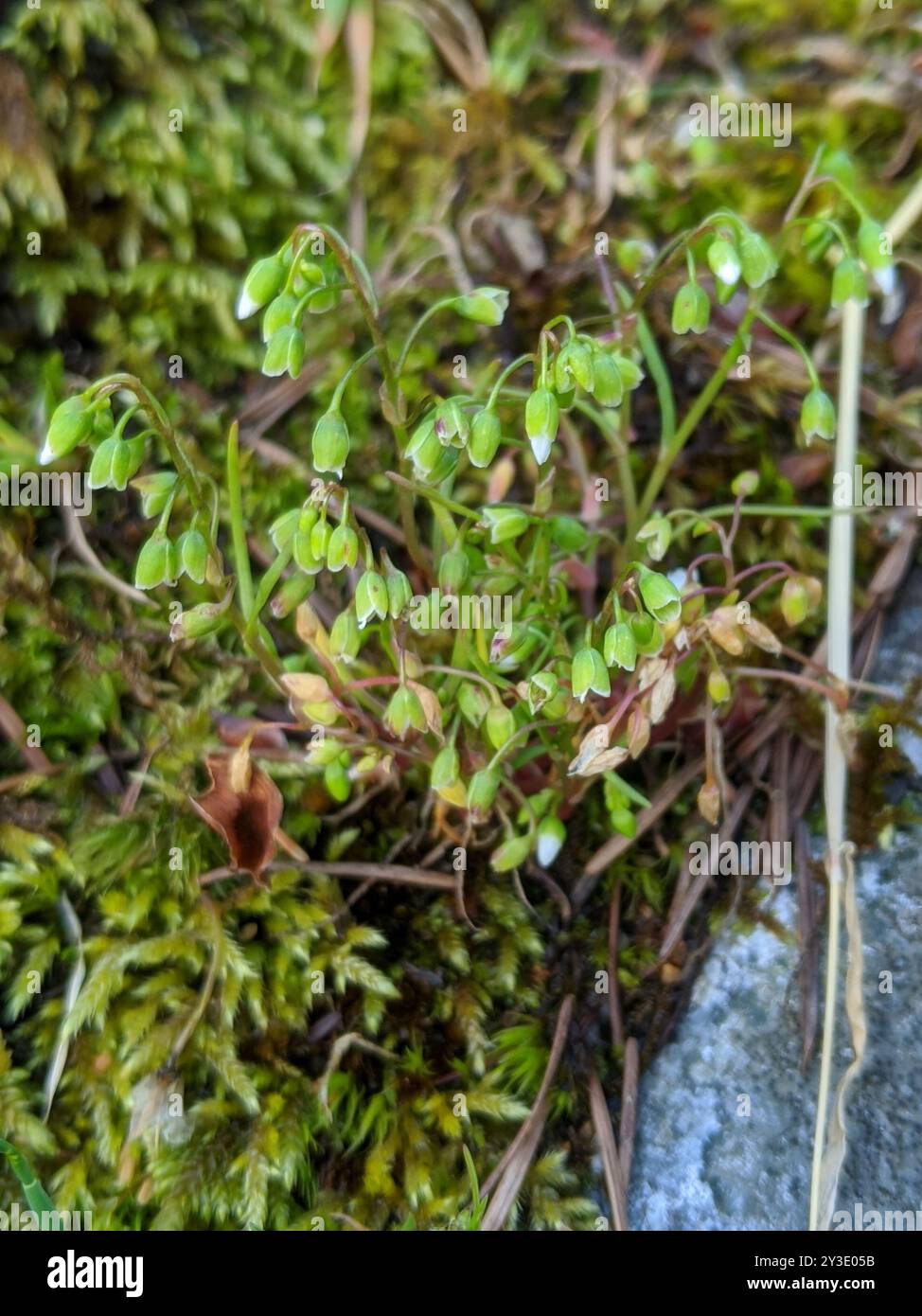 Narrow-leaved Montia (Montia linearis) Plantae Stock Photo - Alamy