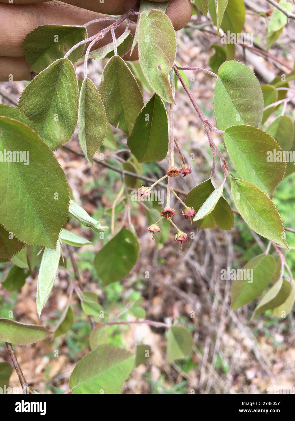 common serviceberry (Amelanchier arborea) Plantae Stock Photo - Alamy