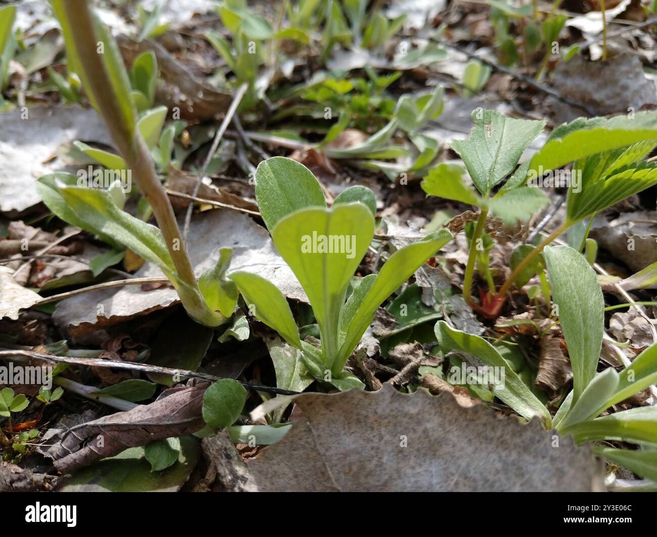 Downy Parlin's pussytoes (Antennaria parlinii fallax) Plantae Stock ...
