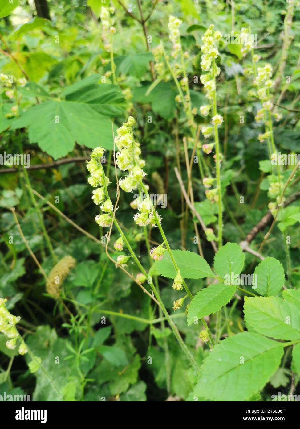 fringe cups (Tellima grandiflora) Plantae Stock Photo - Alamy