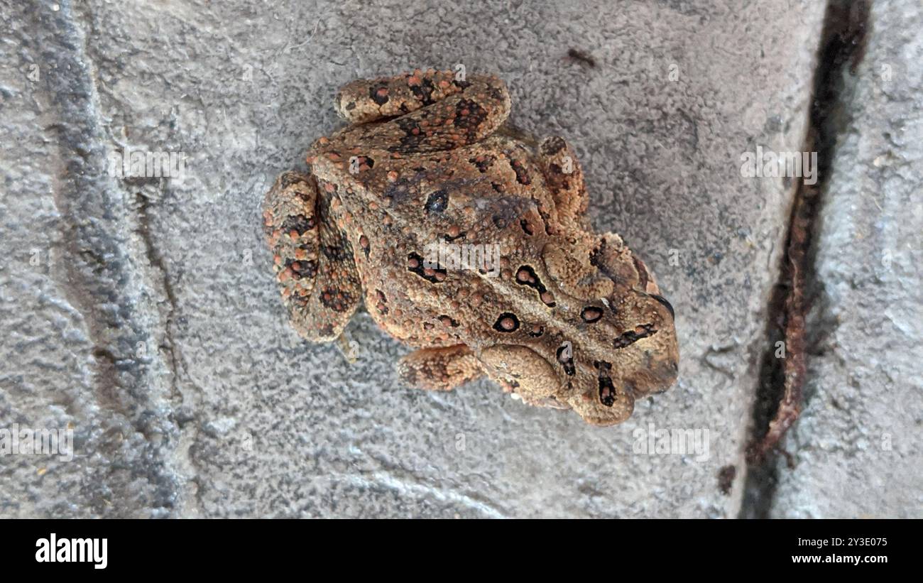 North American Toads (Anaxyrus) Amphibia Stock Photo - Alamy