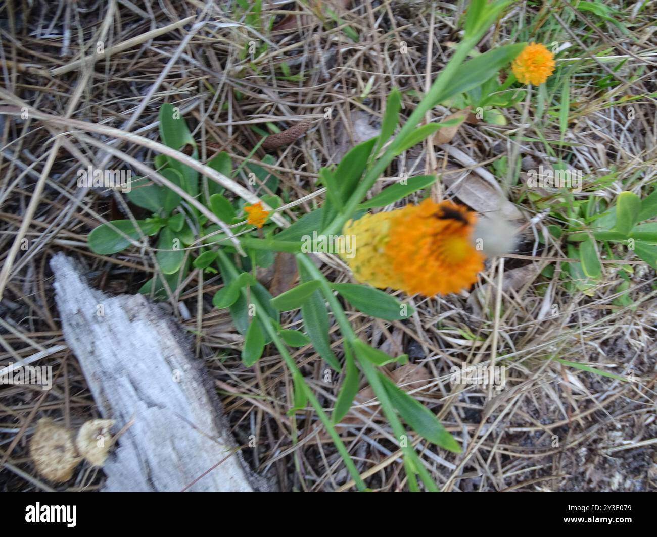 orange milkwort (Senega lutea) Plantae Stock Photo - Alamy