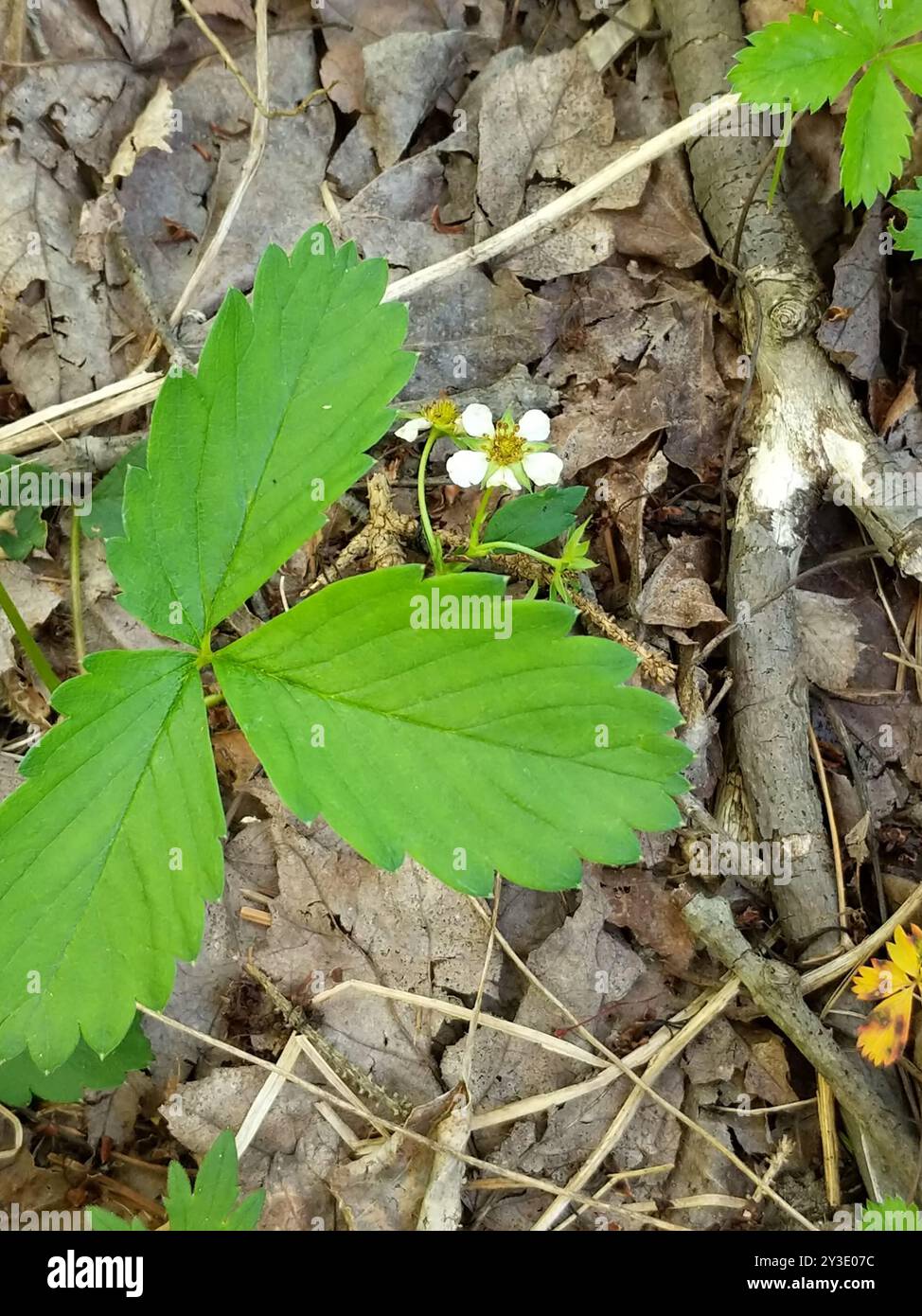 Virginia strawberry (Fragaria virginiana) Plantae Stock Photo - Alamy