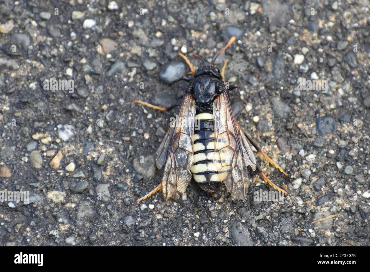 North American Elm Sawfly (Cimbex americanus) Insecta Stock Photo - Alamy