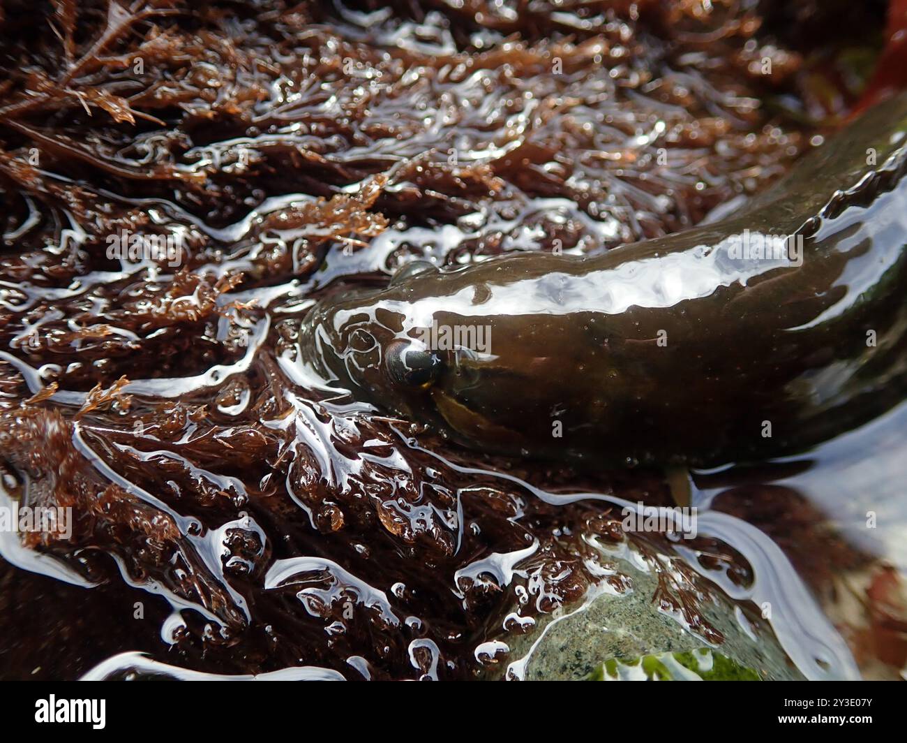 Rock Eel (Xiphister mucosus) Actinopterygii Stock Photo - Alamy