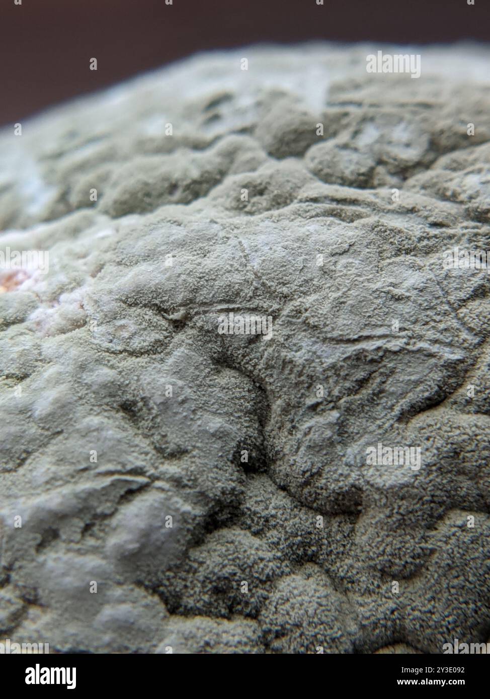 citrus green mold (Penicillium digitatum) Fungi Stock Photo - Alamy