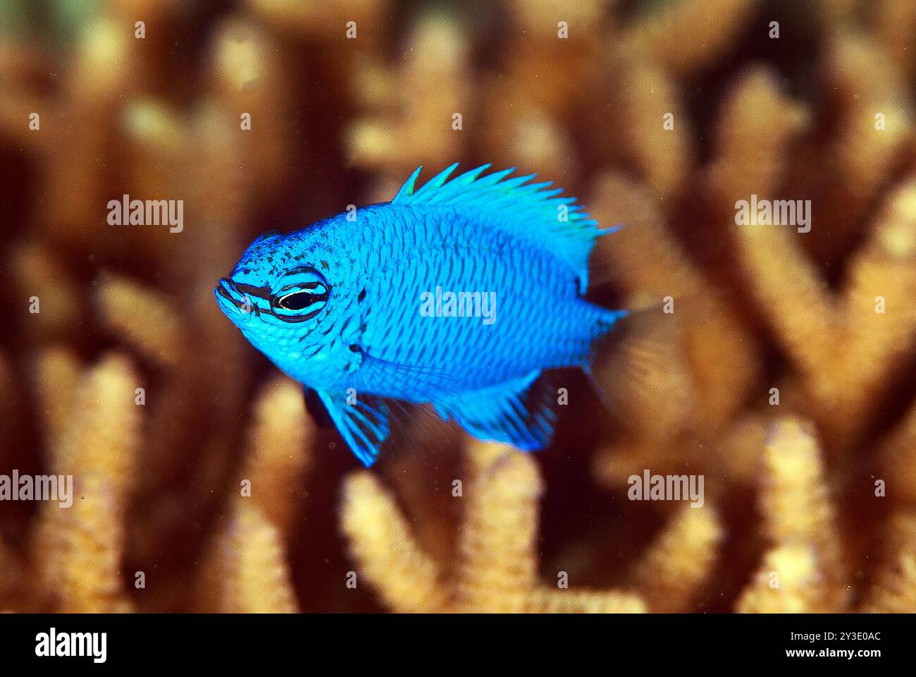blue-devil damselfish above coral Stock Photo - Alamy