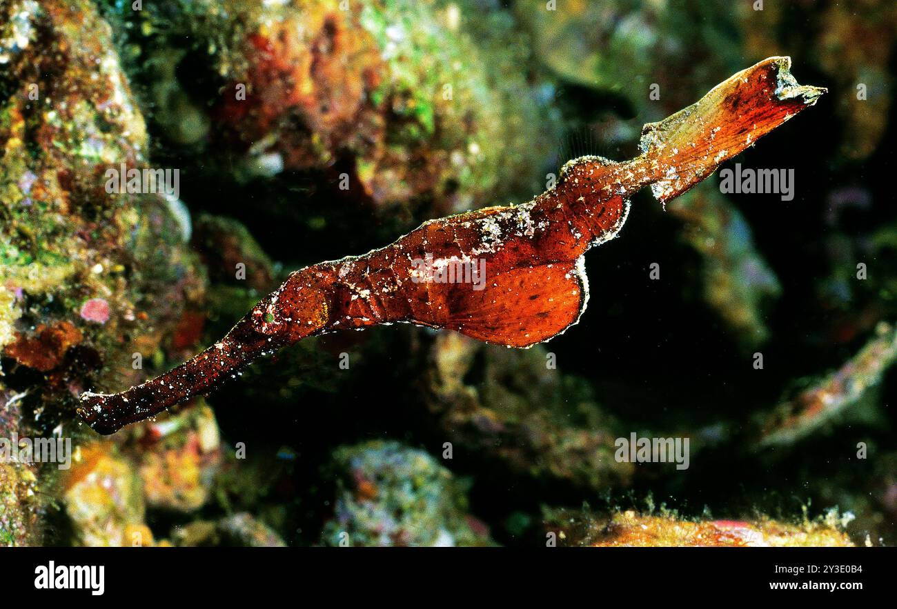 Robust ghost pipefish Stock Photo - Alamy