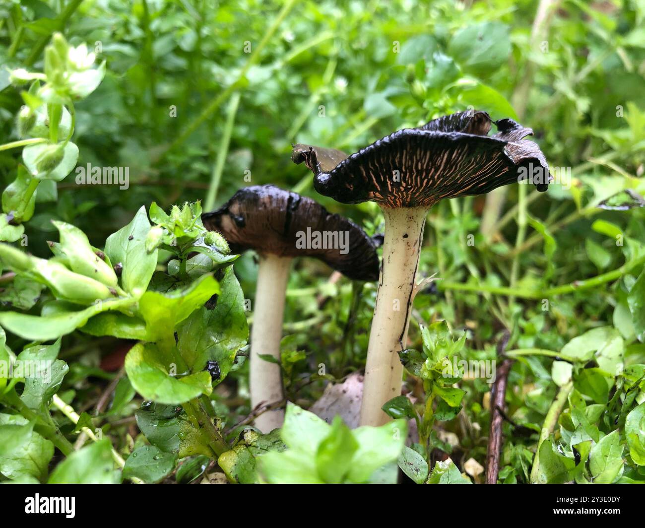 scaly ink cap (Coprinopsis variegata) Fungi Stock Photo - Alamy