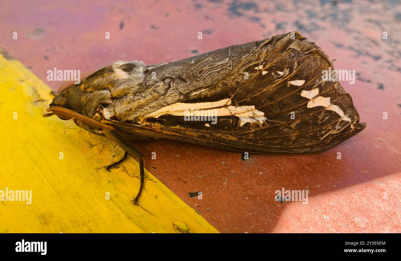 Bardi Moth (Abantiades atripalpis) Insecta Stock Photo - Alamy
