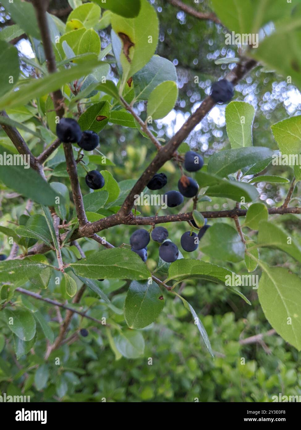 Stretchberry (Forestiera pubescens) Plantae Stock Photo - Alamy