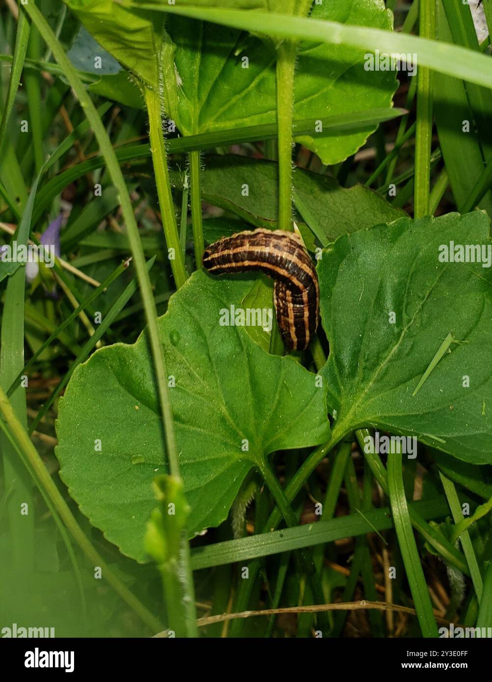 Bronzed Cutworm Moth (Nephelodes minians) Insecta Stock Photo - Alamy