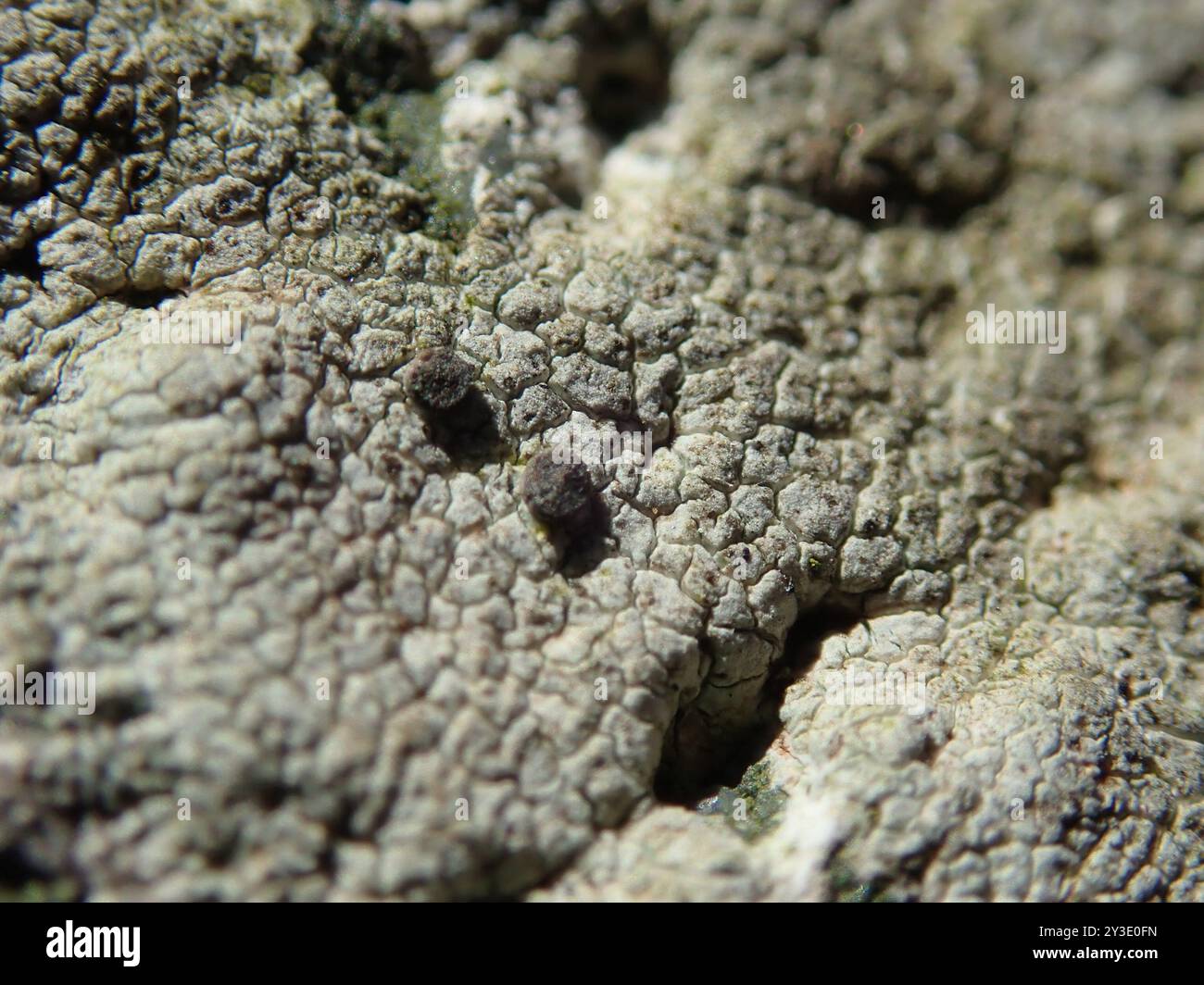Tile Lichens (Lecidea) Fungi Stock Photo - Alamy