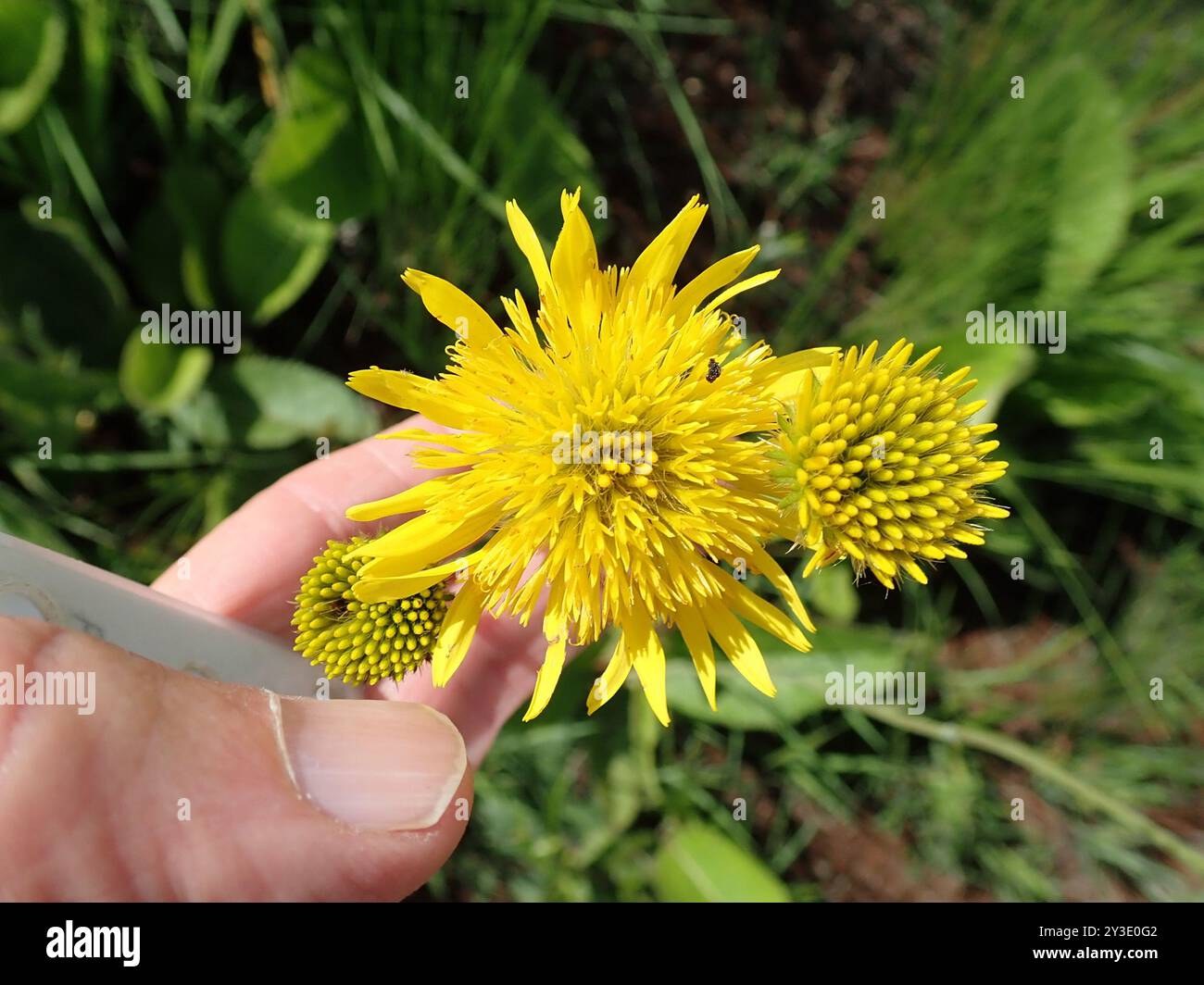 Bristle African Thistle (Berkheya setifera) Plantae Stock Photo - Alamy