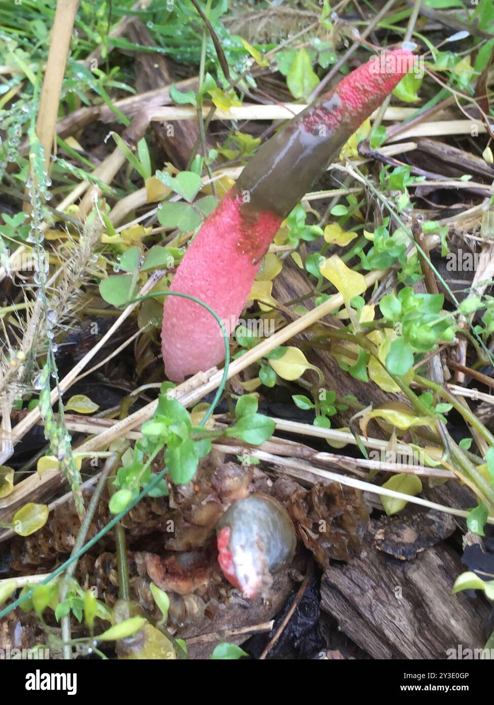 devil's dipstick (Mutinus elegans) Fungi Stock Photo - Alamy