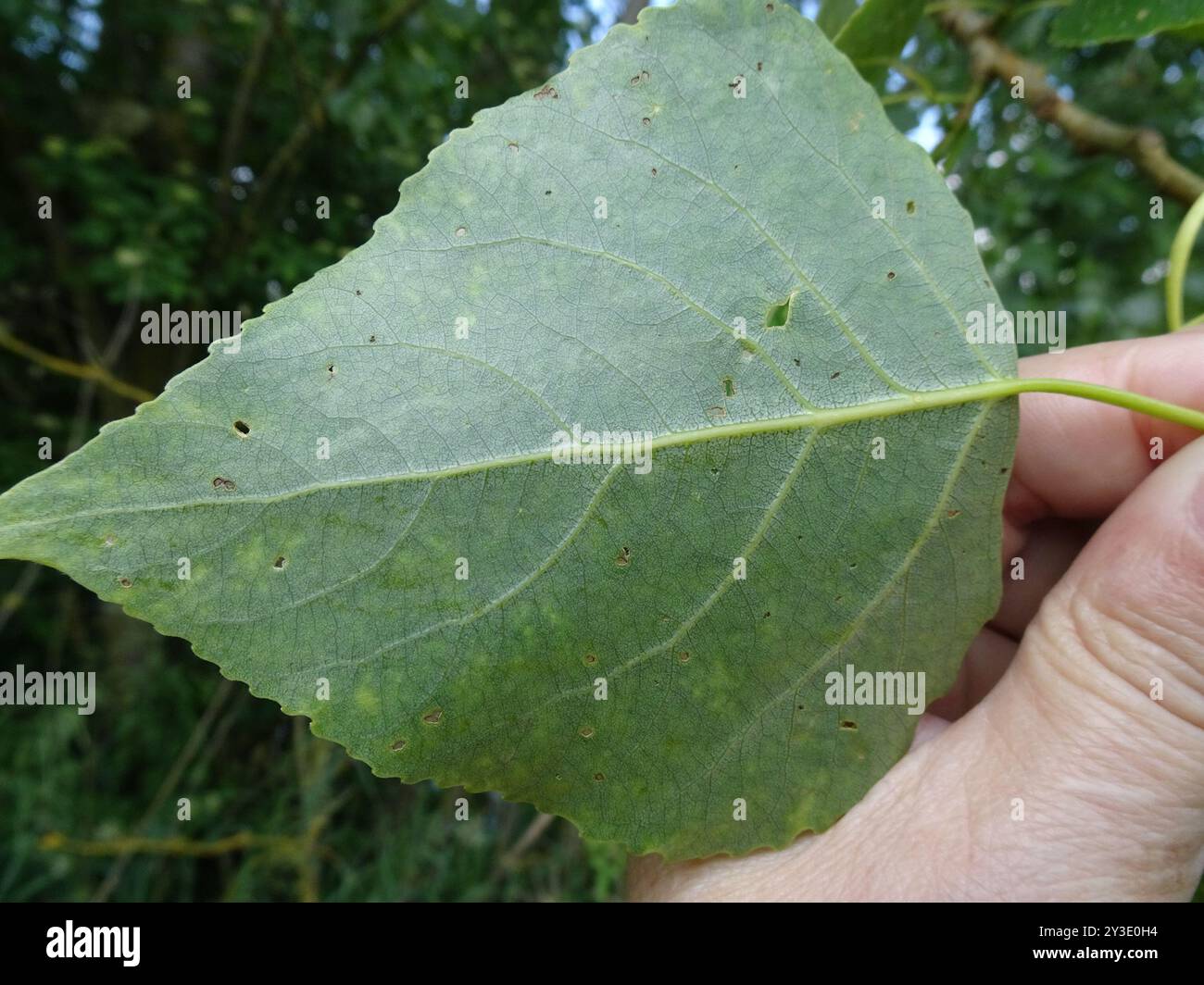 Hybrid Black-poplar (Populus × canadensis) Plantae Stock Photo - Alamy