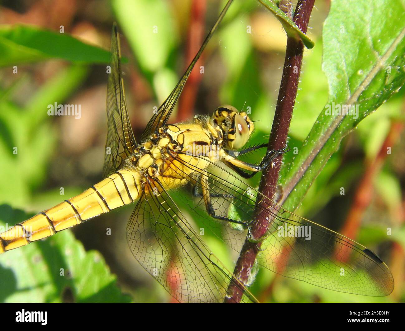 Black-tailed Skimmer (Orthetrum cancellatum) Insecta Stock Photo - Alamy