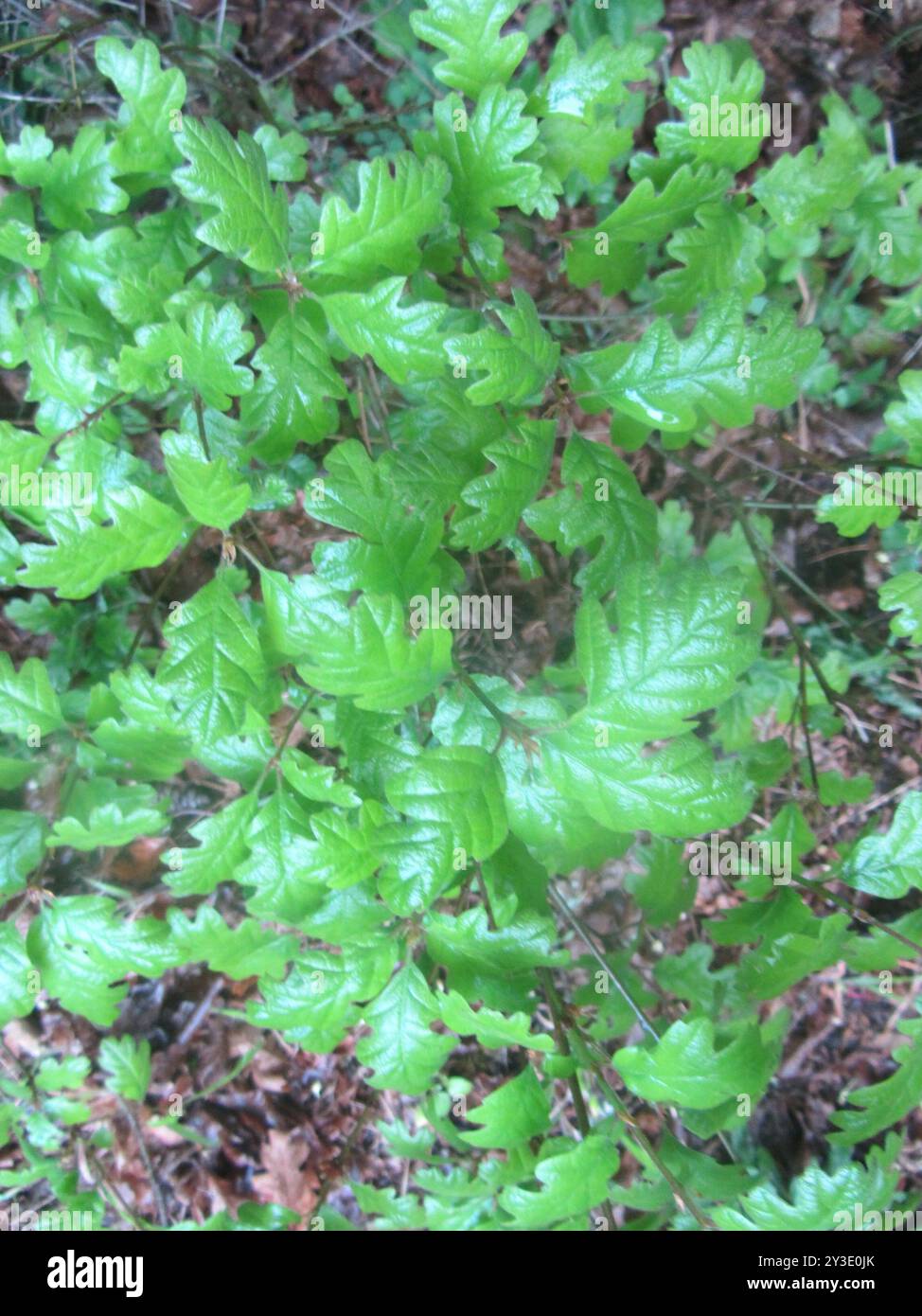 Oregon oak (Quercus garryana) Plantae Stock Photo - Alamy