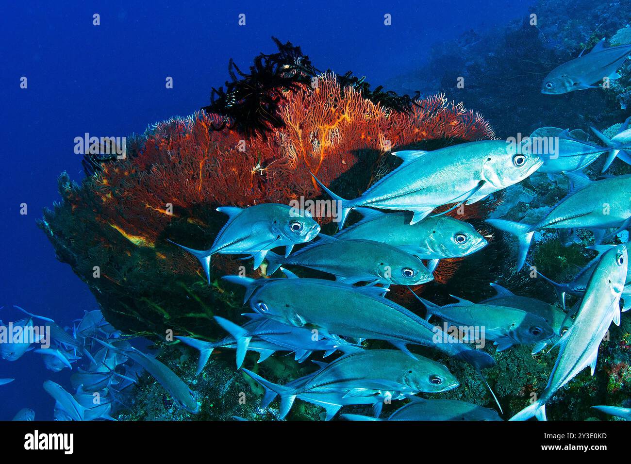 Jackfish photography hi-res stock photography and images - Alamy