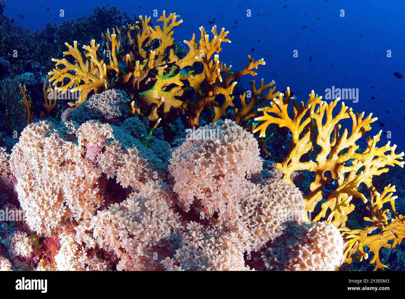 Branching fire coral Stock Photo - Alamy
