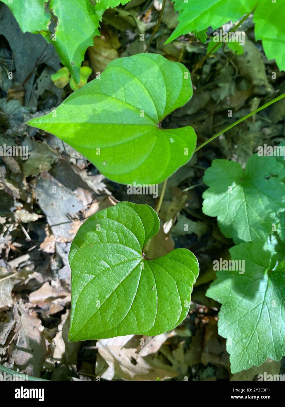 Chinese yam (Dioscorea polystachya) Plantae Stock Photo - Alamy