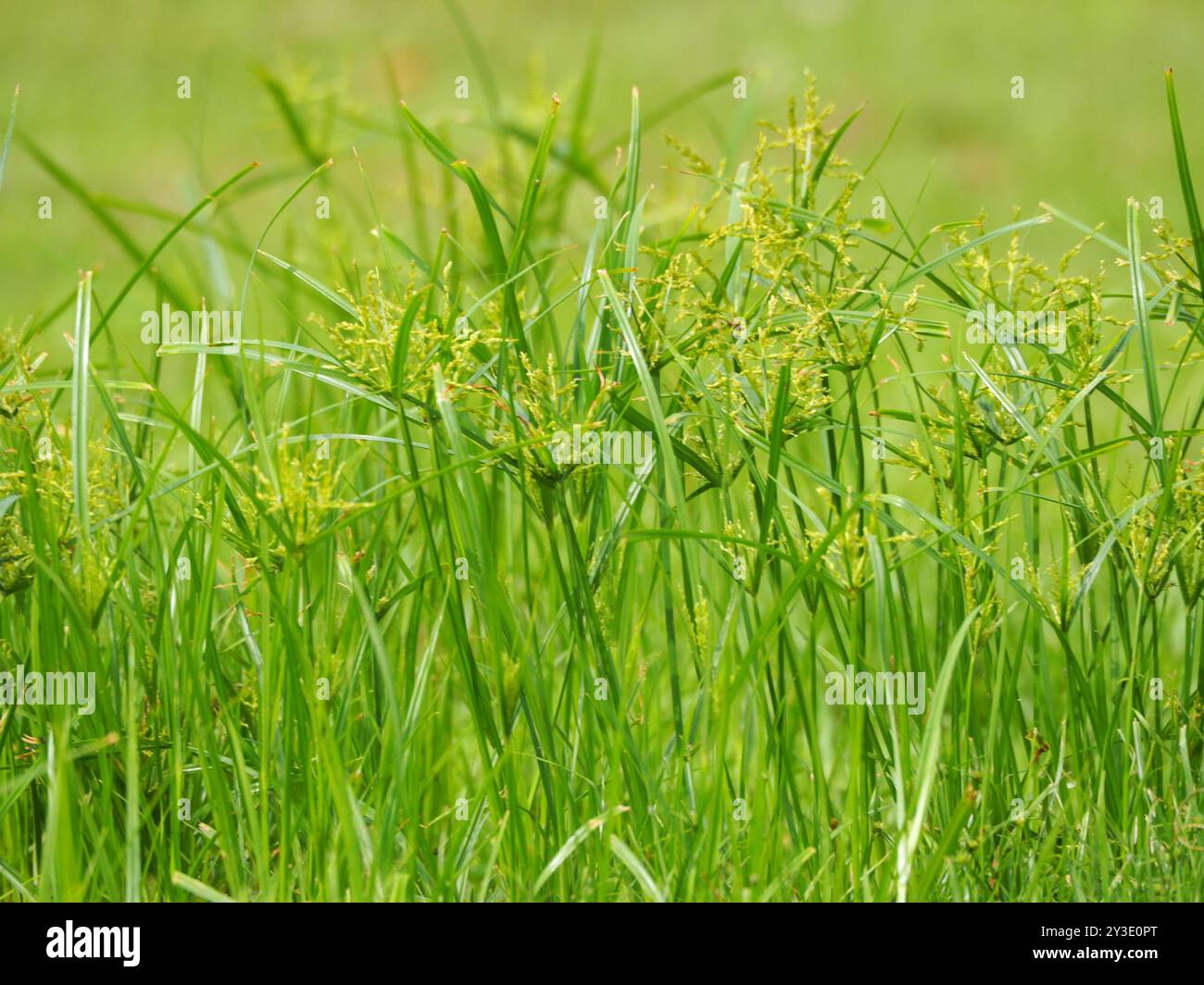 Rice flat-sedge (Cyperus iria) Plantae Stock Photo - Alamy