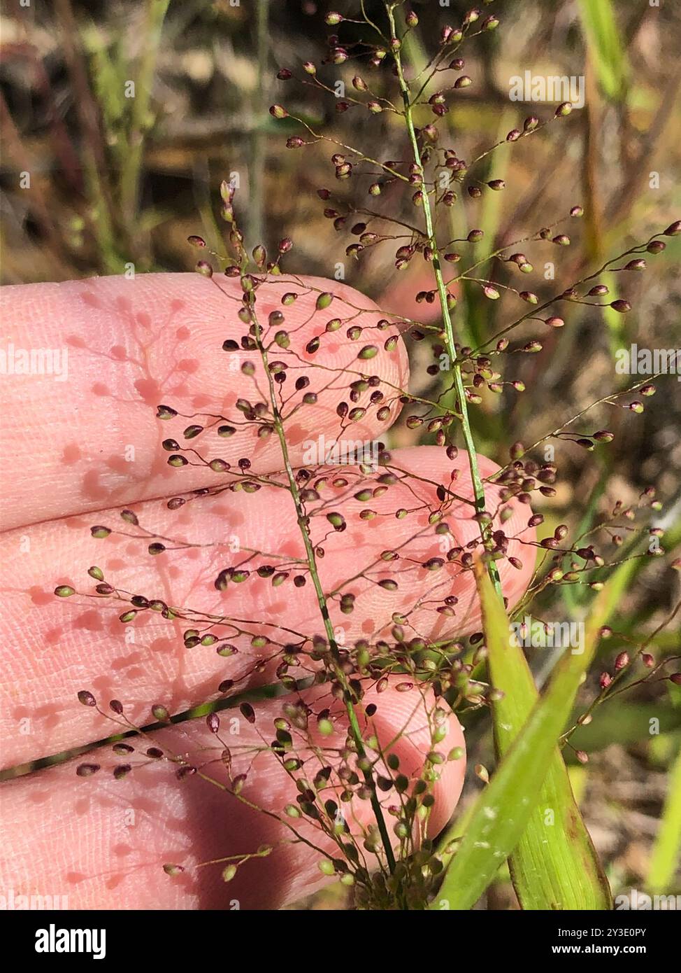 round-fruited rosette-panicgrass (Dichanthelium sphaerocarpon) Plantae ...