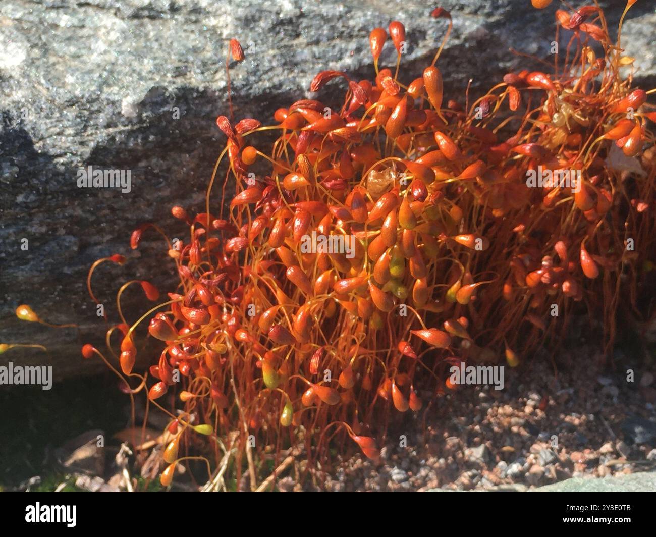 Bonfire moss (Funaria hygrometrica) Plantae Stock Photo - Alamy