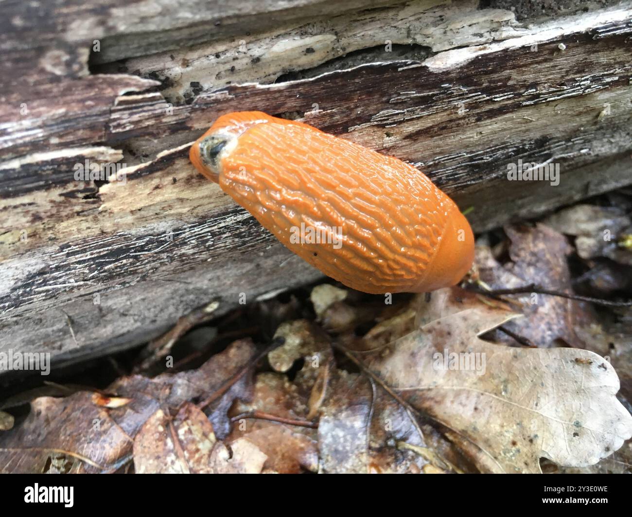 Arion Slugs (Arion) Mollusca Stock Photo - Alamy