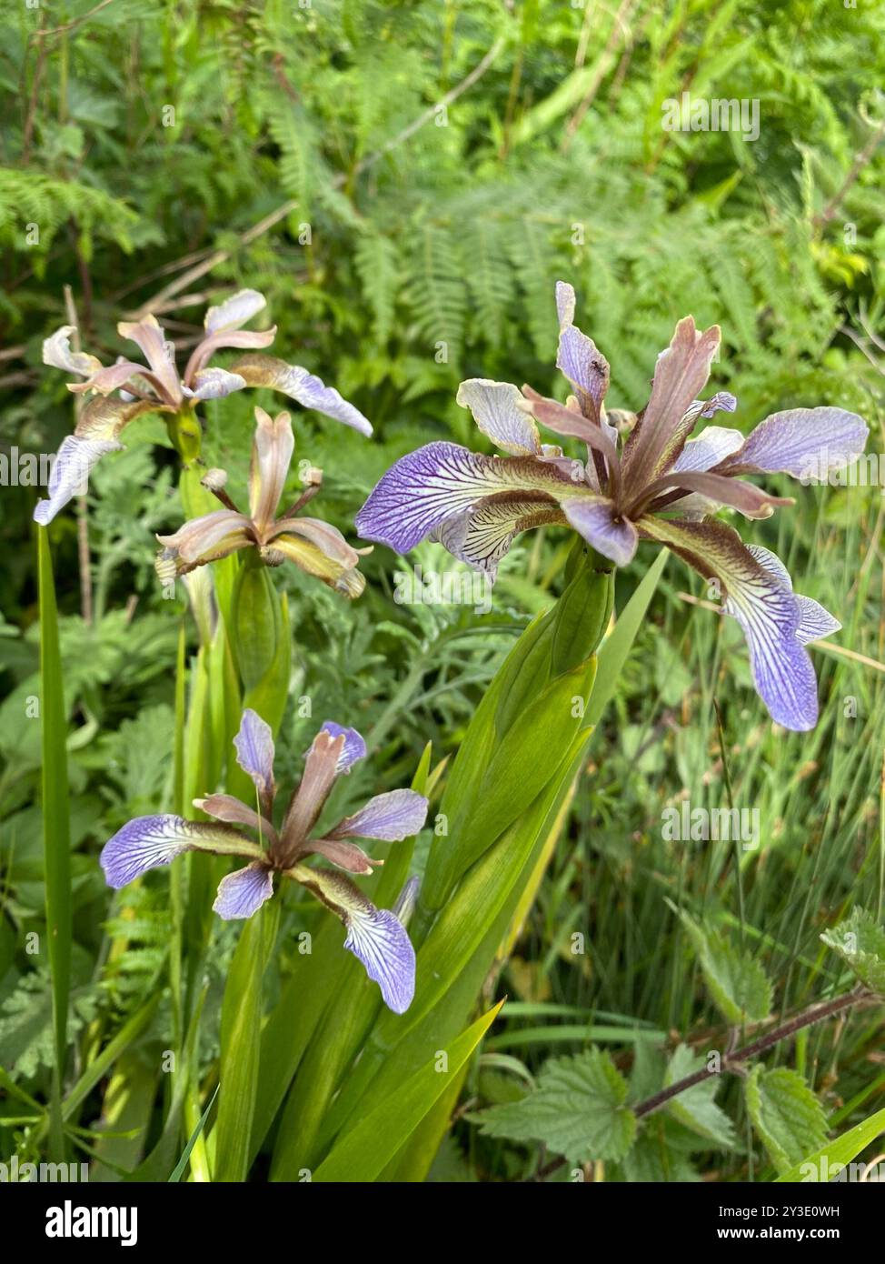 Stinking iris (Iris foetidissima) Plantae Stock Photo - Alamy