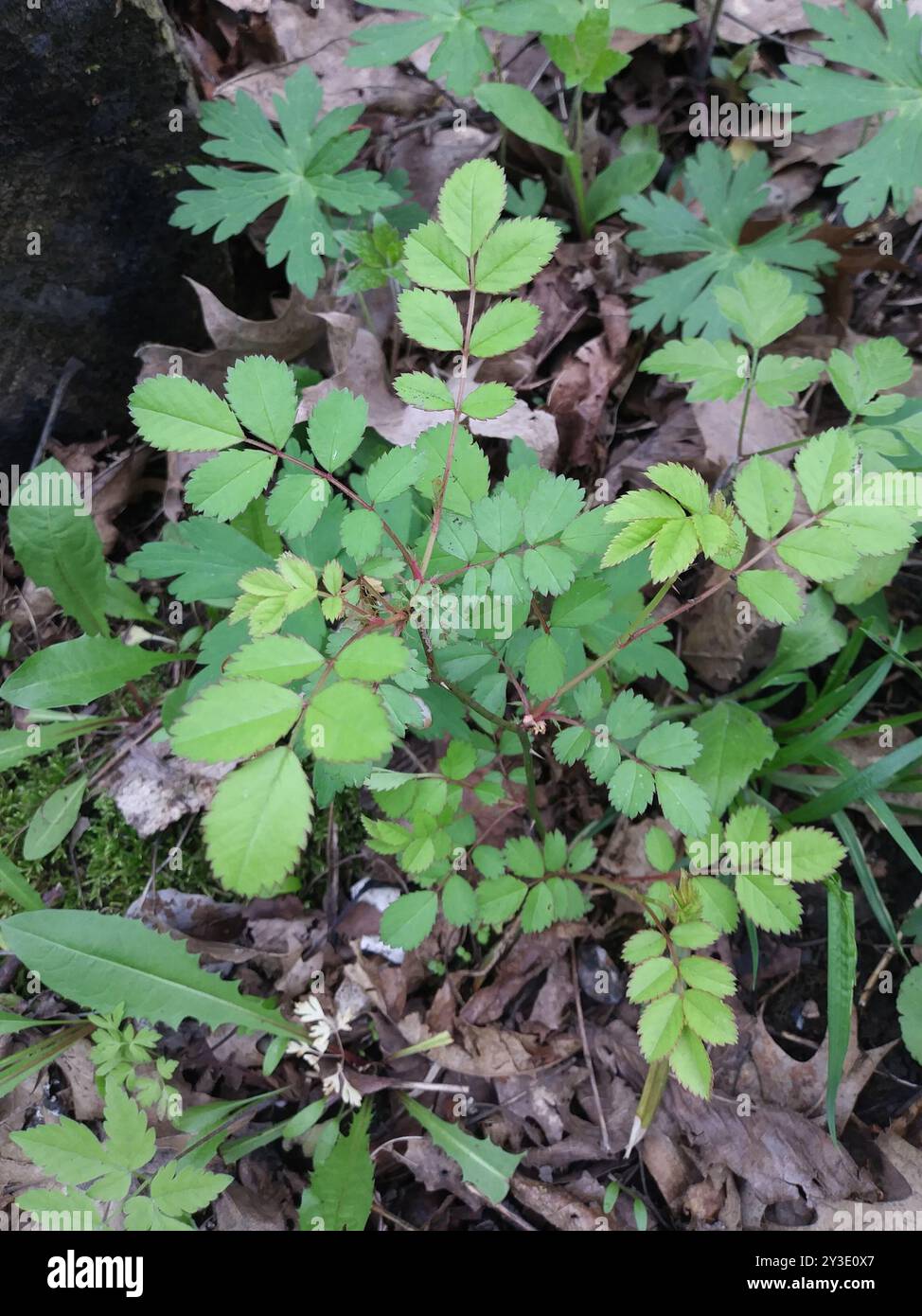 multiflora rose (Rosa multiflora) Plantae Stock Photo - Alamy