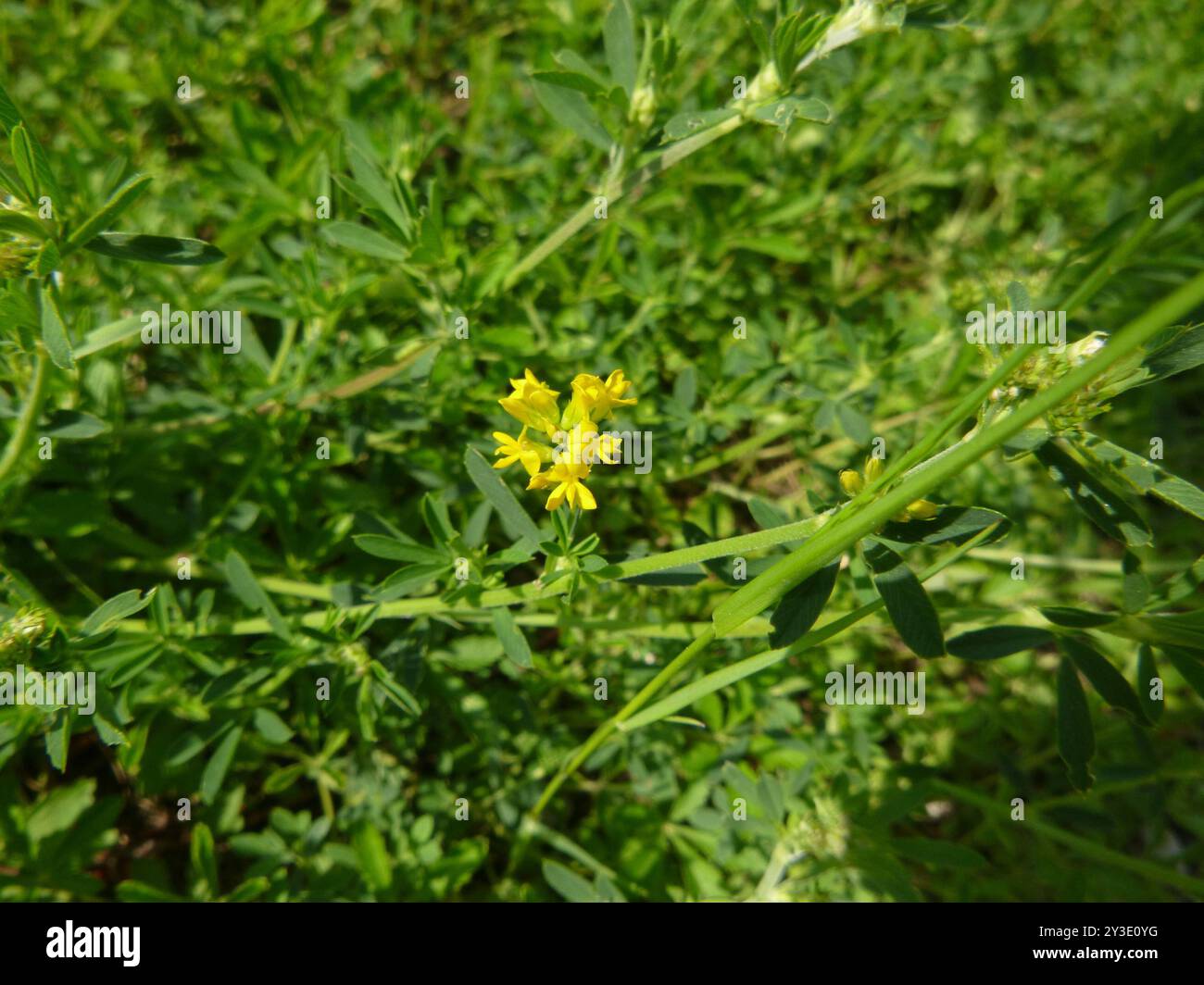 sickle alfalfa (Medicago falcata) Plantae Stock Photo - Alamy