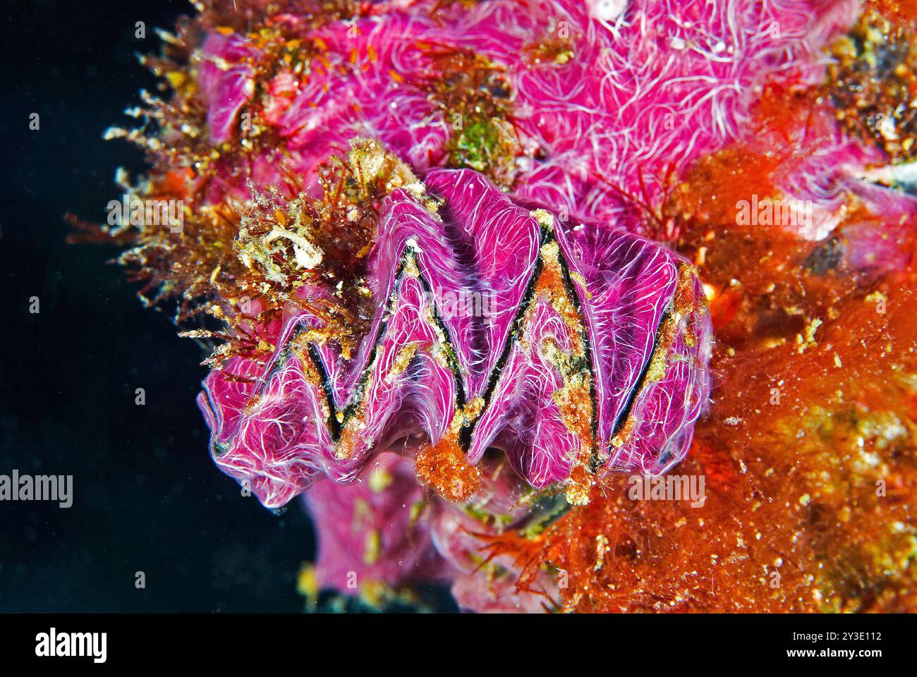 Clam species hi-res stock photography and images - Alamy