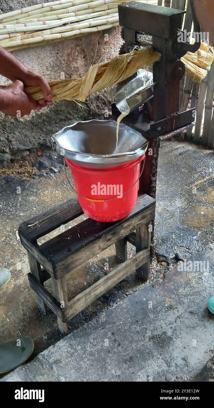 Pressing sugar cane to obtain juice demonstration in the woods of the ...