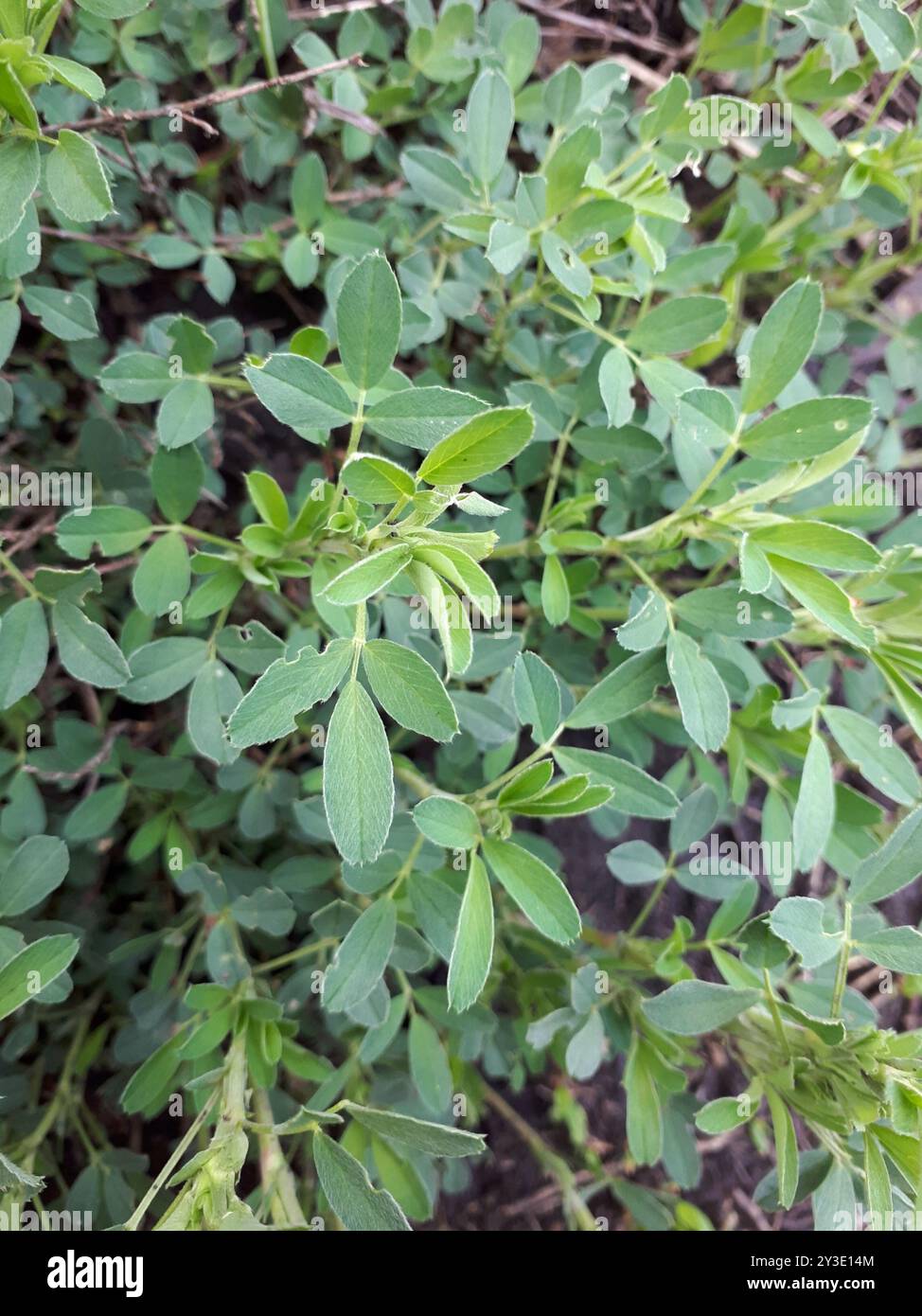 sickle alfalfa (Medicago falcata) Plantae Stock Photo - Alamy