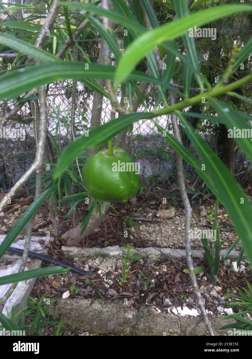 Be-still tree (Cascabela thevetia) Plantae Stock Photo - Alamy