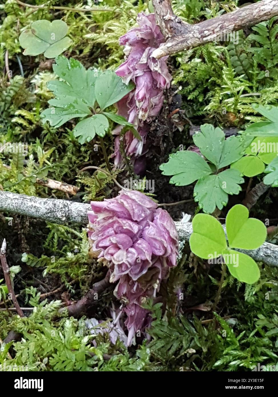 Common Toothwort (Lathraea squamaria) Plantae Stock Photo - Alamy