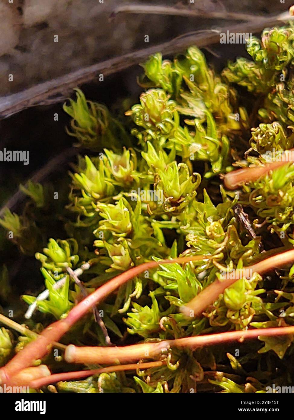 lesser smoothcap (Atrichum angustatum) Plantae Stock Photo - Alamy