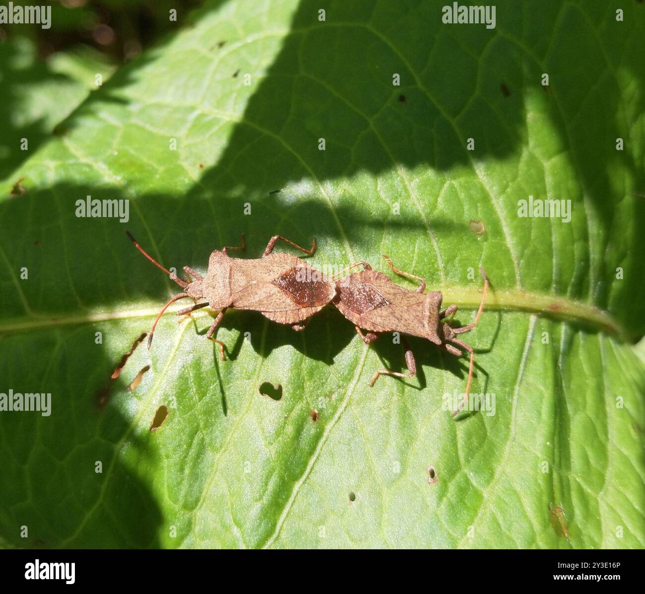 Dock Bug (Coreus marginatus) Insecta Stock Photo - Alamy