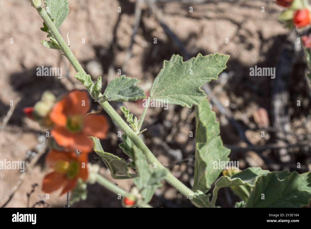 Small-leaf Globemallow (Sphaeralcea parvifolia) Plantae Stock Photo - Alamy