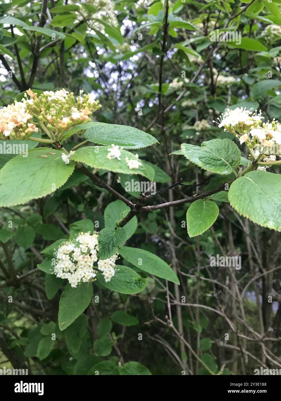 Wayfaring-tree (Viburnum lantana) Plantae Stock Photo - Alamy