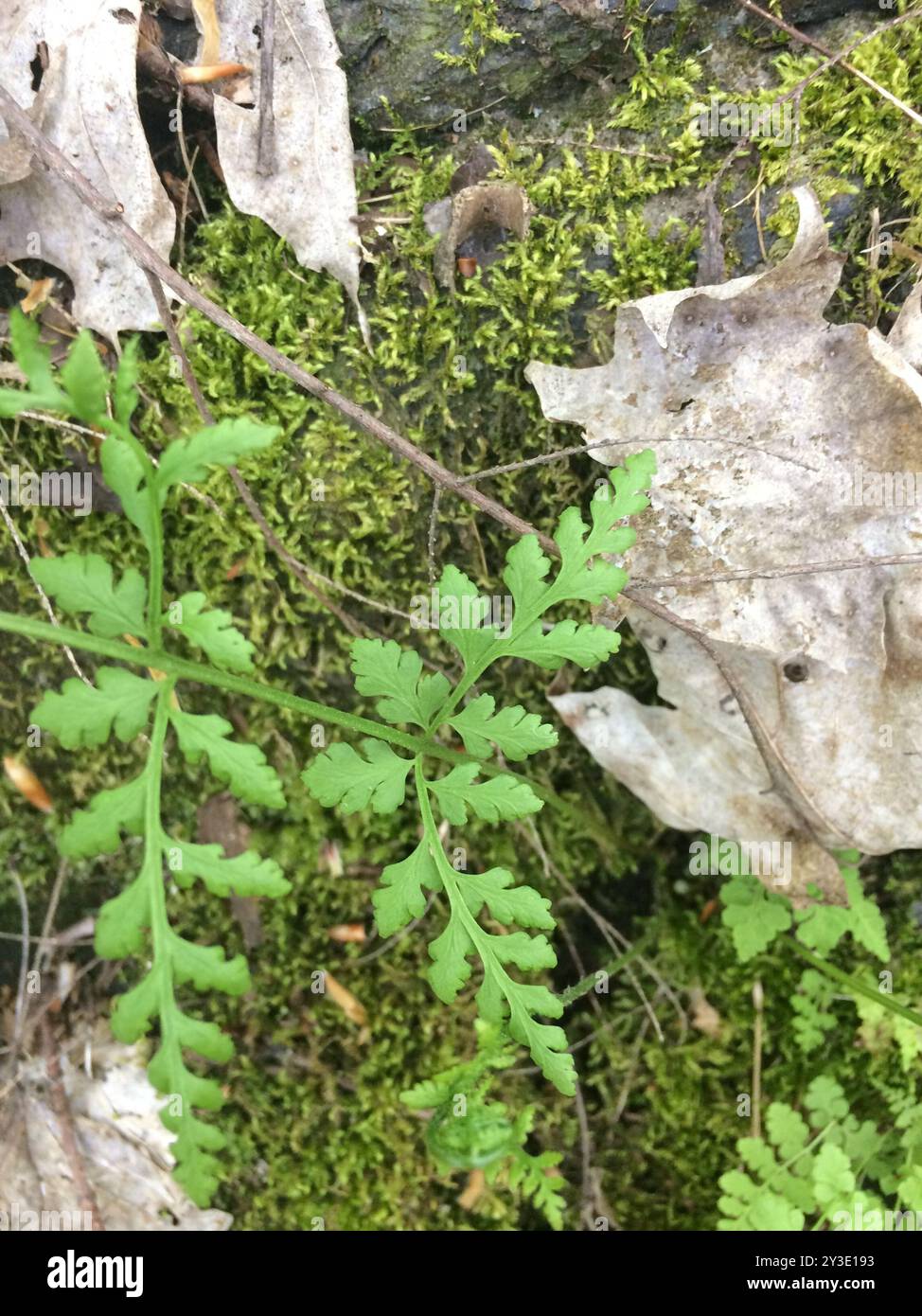 Mackay's Fragile Fern (Cystopteris tenuis) Plantae Stock Photo - Alamy