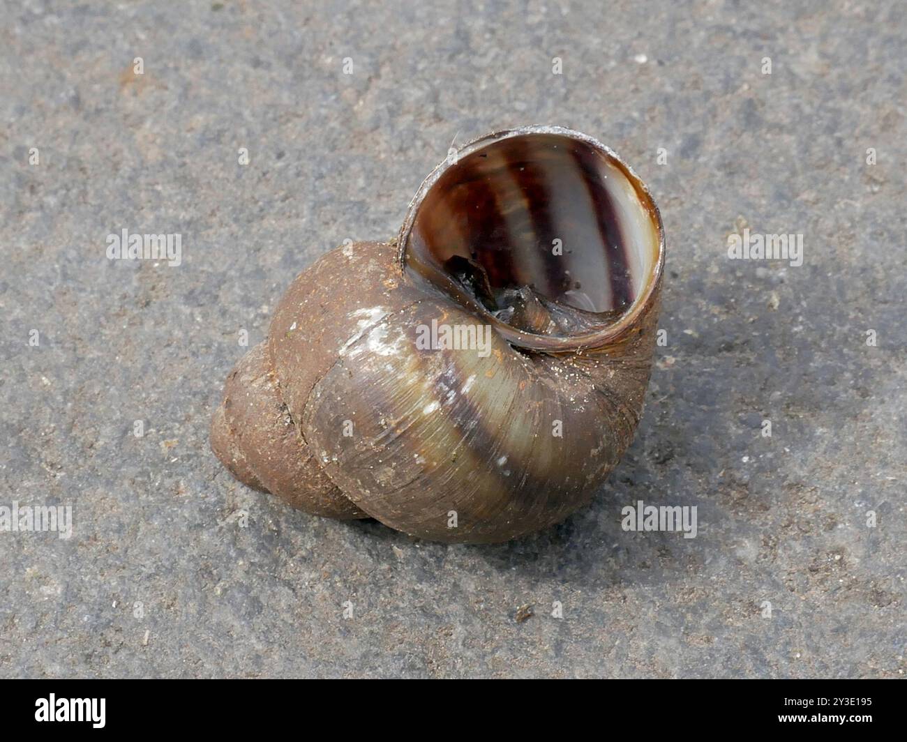 Common River-snail (Viviparus viviparus) Mollusca Stock Photo - Alamy