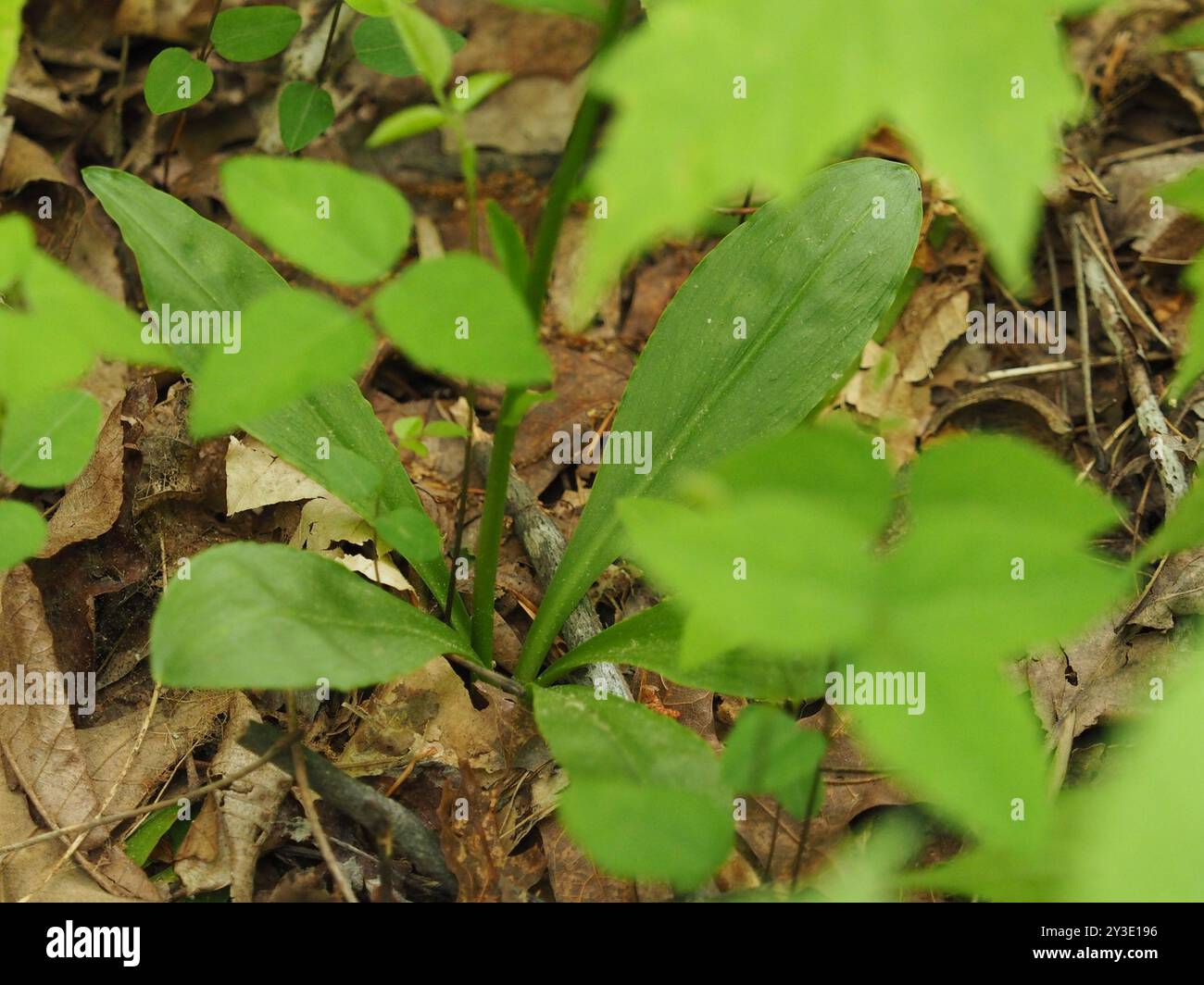devil's bit (Chamaelirium luteum) Plantae Stock Photo - Alamy