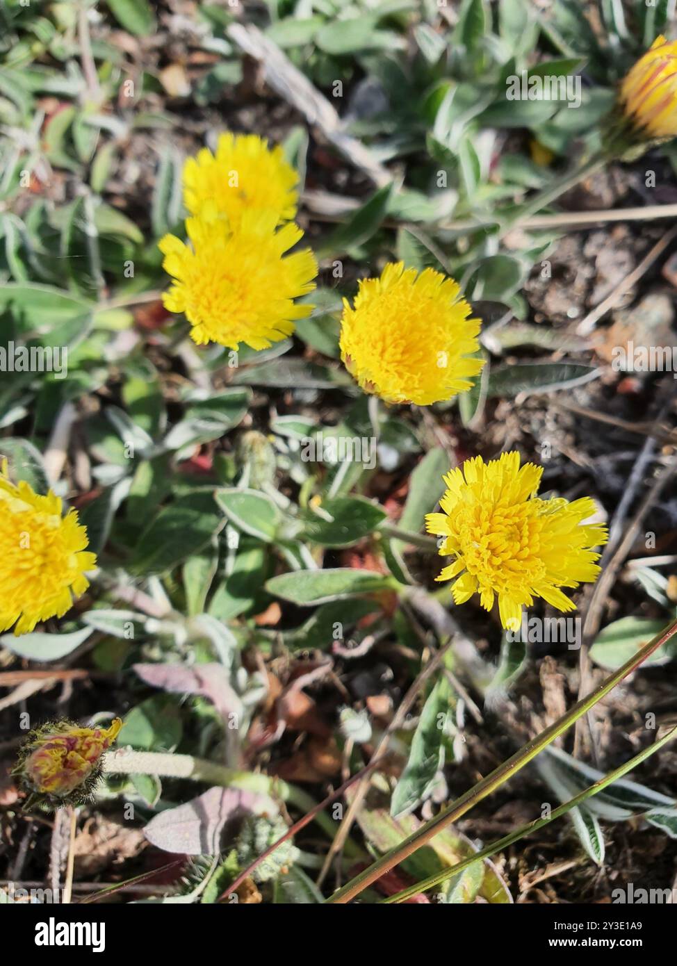 mouse-eared hawkweed (Pilosella officinarum) Plantae Stock Photo - Alamy