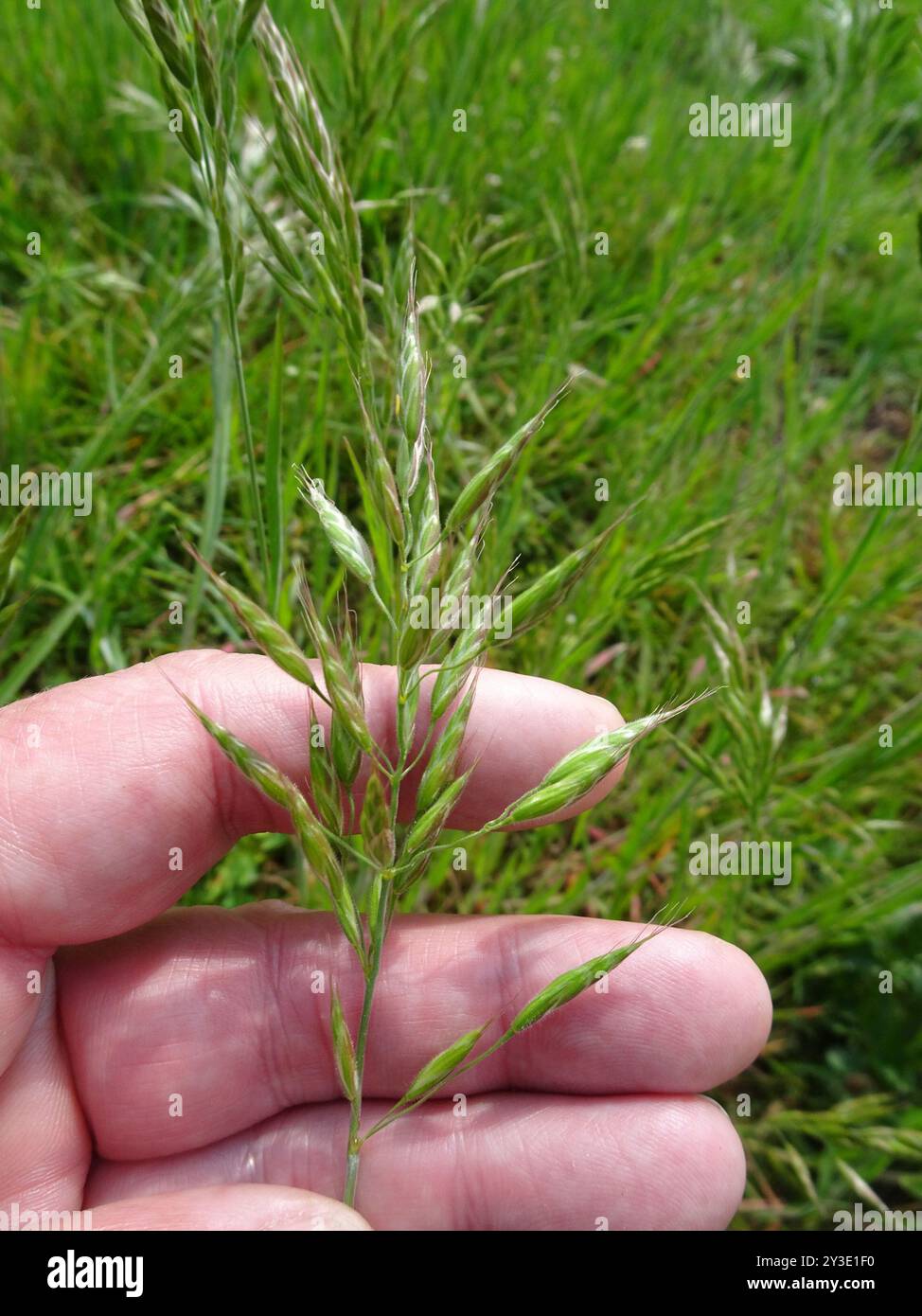 common soft brome (Bromus hordeaceus) Plantae Stock Photo - Alamy