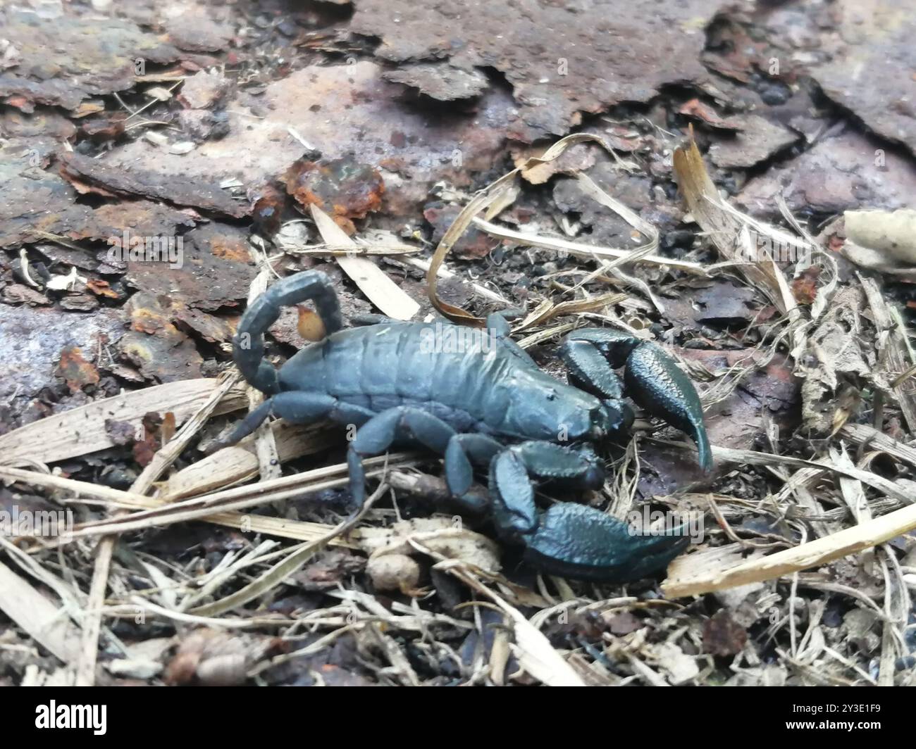 Cape Docile Scorpion (Opisthacanthus capensis) Arachnida Stock Photo ...