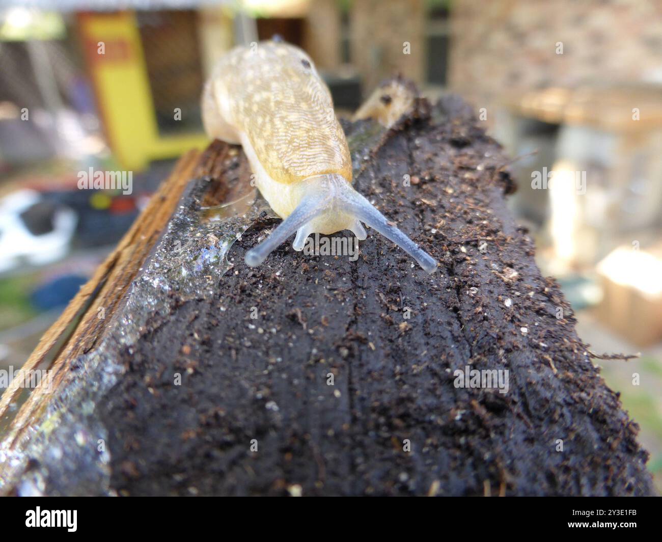 Yellow Cellar Slug (Limacus flavus) Mollusca Stock Photo - Alamy