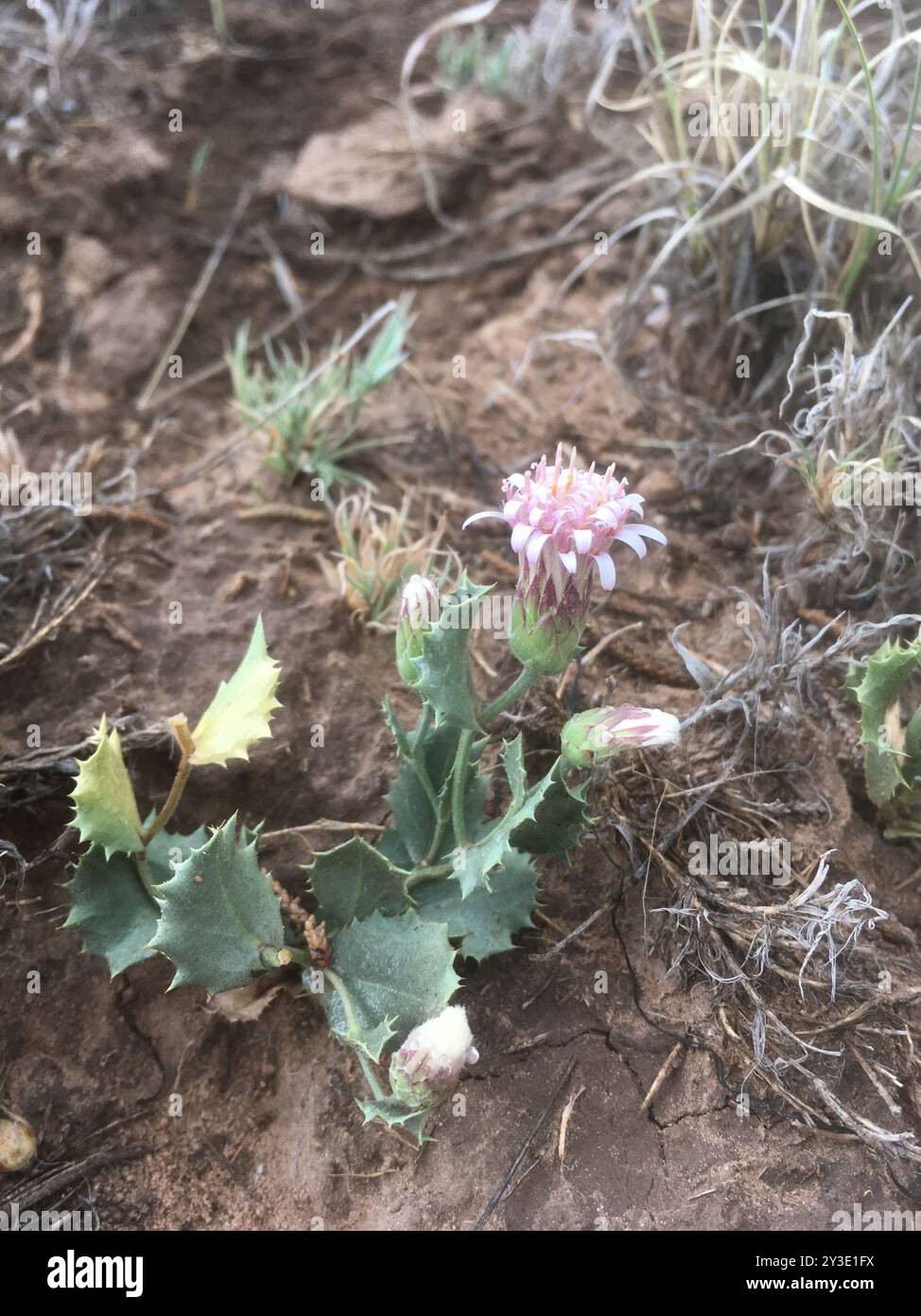 dwarf desert peony (Acourtia nana) Plantae Stock Photo - Alamy