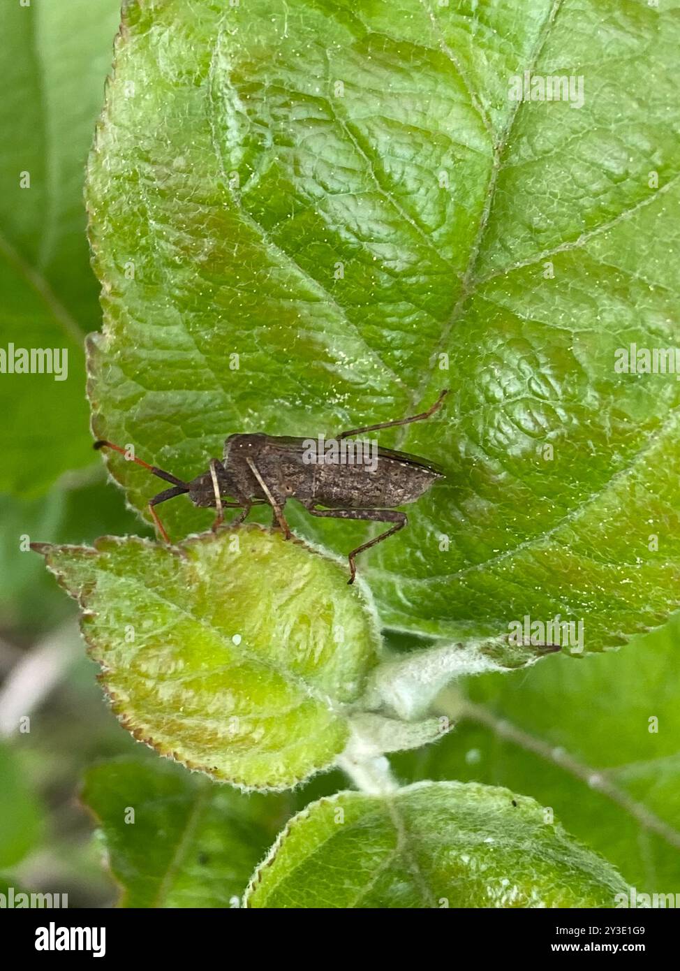 Dock Bug (Coreus marginatus) Insecta Stock Photo - Alamy